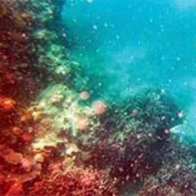 Sex On The Reef During Holi In Lakshadweep
