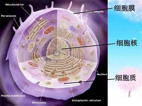 细胞的 “控制中心”－细胞核 Ppt Download