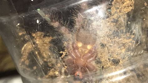 P Regalis 2in Suspected Female Arachnoboards