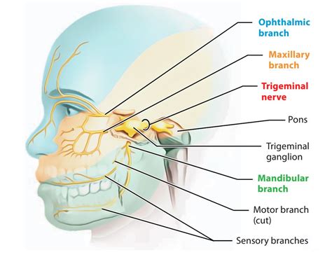 Mandibular Nerve Sensory