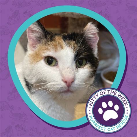 Purrfect Cat Rescue
