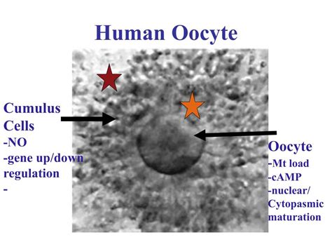 Ppt Oocyte And Embryo Selection Using Sequential Embryo Selection