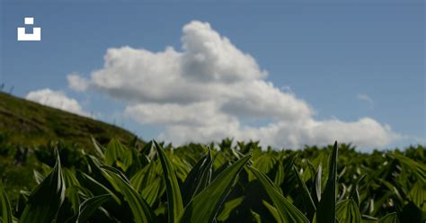 배경에 푸른 하늘이 있는 녹색 식물의 밭 사진 Unsplash의 무료 회색 이미지