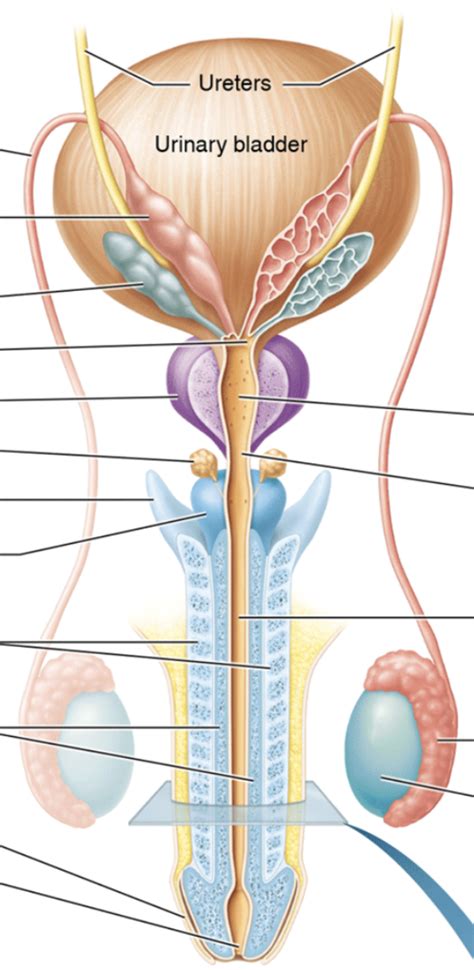 Male Reproductive Details Pt 2 Image Diagram Quizlet
