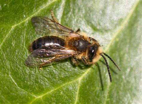Bee Hillyblips Blipfoto