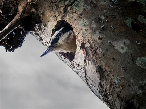 Red Breasted Nuthatch Nesting Dpr Forum