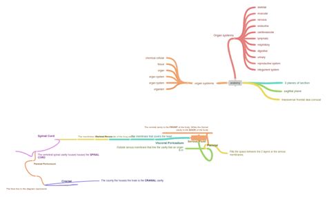 Anatomy Parietal Visceral Pericadium Coggle Diagram
