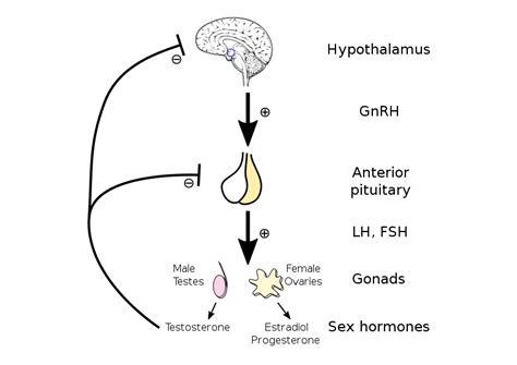 Endocrine System Teachmephysiology