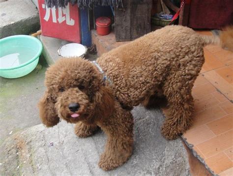最全的「泰迪犬」挑選指南！總結好了，直接照搬 每日頭條