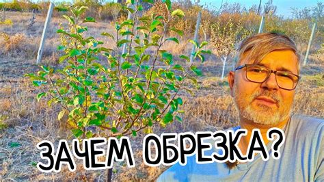 Почему нужна обрезка Яблони и Груши Результаты правильной обрезки деревьев Youtube