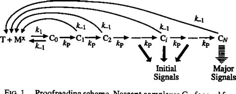 Figure 1 From Kinetic Proofreading In T Cell Receptor Signal Transduction Semantic Scholar