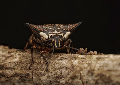 A Small Shield Bug Alcimocoris Japonensis By Nature Lover In Japan Jungledragon