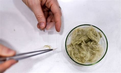 Delicious Darling Edible Macs Algae Dyes Fashions Green Future