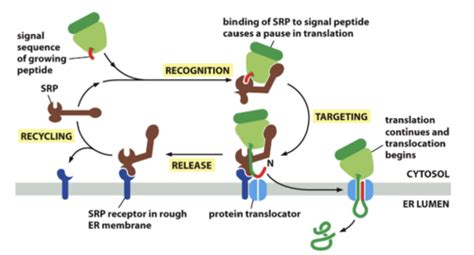 Intracellular Protein Trafficking Sorting And Secretion Flashcards Quizlet