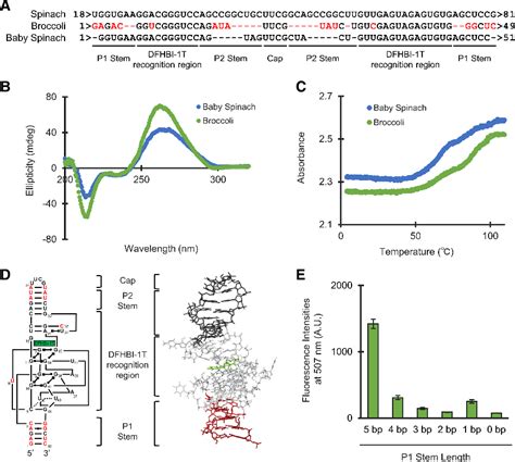 Figure 1 From Programmable Rna Detection With A Fluorescent Rna Aptamer Using Optimized Three