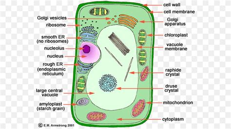 Nucleus In A Plant Cell