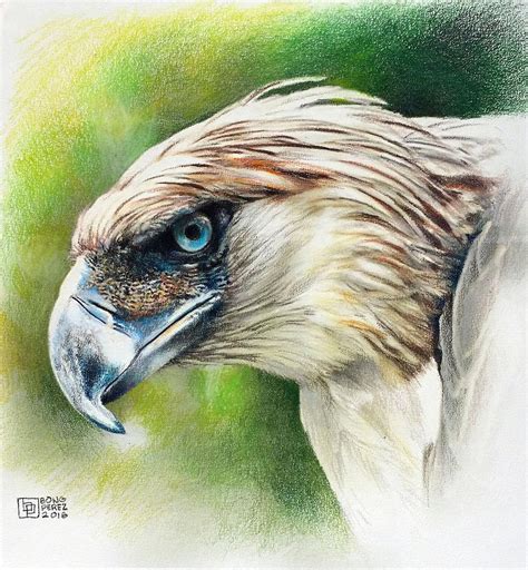Philippine Eagle Drawing At Explore Collection Of Philippine Eagle Drawing