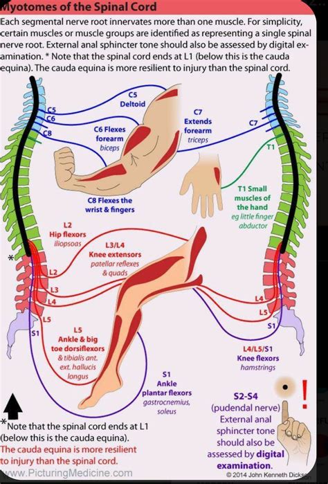 Pin By Lia On Массаж Medical Anatomy Anatomy Basic Anatomy And