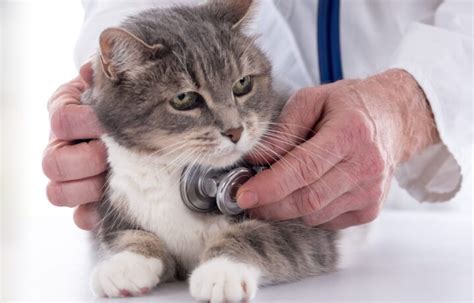 Heart Disease In Cats Case Studies The Dyspnoeic Cat Veterinary