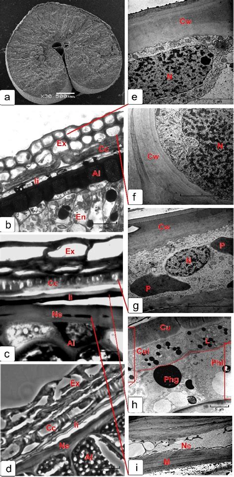 Skin Structure Of Mature And Dehydrated Wheat Kernel General