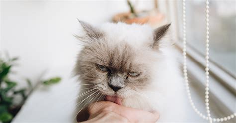 Why Do Cats Love Catnip Effects Benefits And Tips For Use