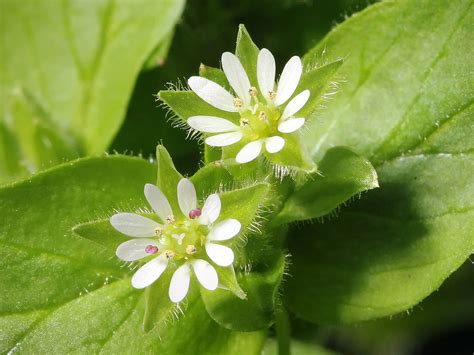 Purple Chickweed