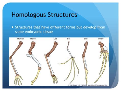 Evolution Chapter Ppt Download