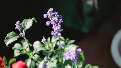 Complete Care And Growing Guide For Salvia Greggii Or Autumn Sage