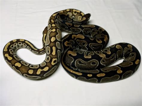 Lesser Ball Python Traits Morphpedia