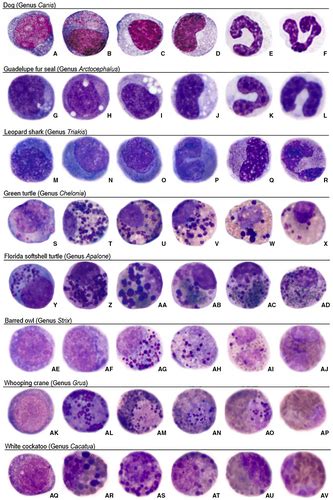 Metamyelocyte Vs Monocyte