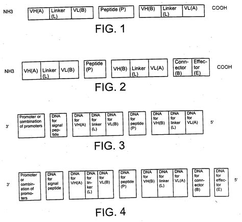 Single Chain Multiple Antigen Binding Molecule Its Preparation And Use Eureka Patsnap