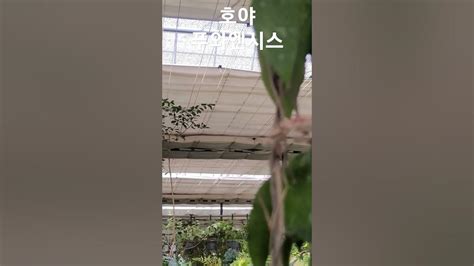 더그린가든센터 호야 푸와엔시스 Youtube