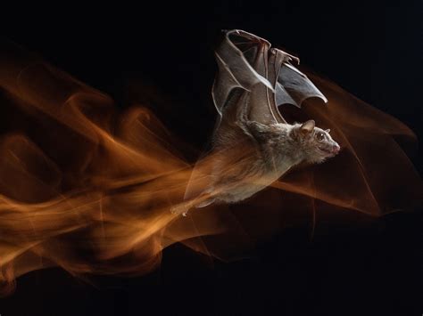 Echolocation Is Natures Built In Sonar Heres How It Works