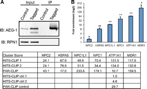 Orthogonal Validation And Analysis Of Aeg 1 Mrna Interactome A