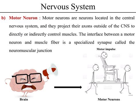 Peripheral Nervous System Ppt