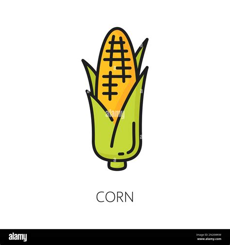 Corn Cob Yellow Maize With Leaves Color Line Icon Symbol Of Argentina Vector Maize Cereal