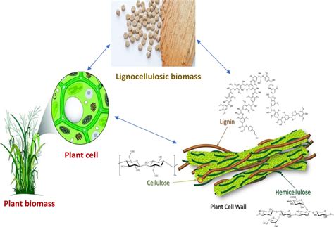 Lignocellulosic Biomass Structure Review And Perspectives Of
