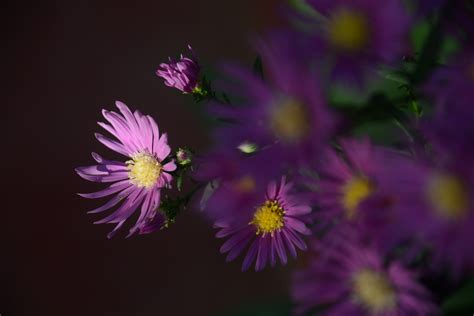 nilantha sanjeewa photography