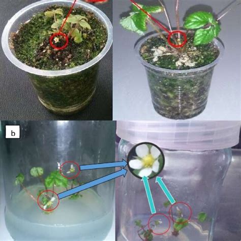 Early Flowering In Rnai Tem Silencing Lines A Under Inductive Download Scientific Diagram