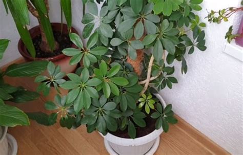 Шеффлера – уход в домашних условиях, фото, описание растения, посадка ...