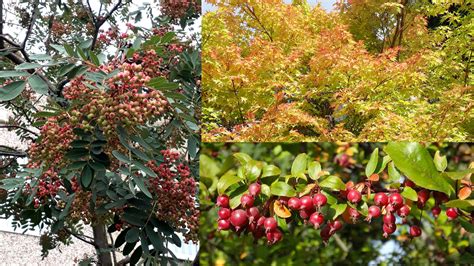 Autumn Colour Trees Sjgardenadvice Co Uk