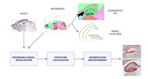 Automatic Segmentation And Localization Of The Hippocampus In Histological Images Panacea