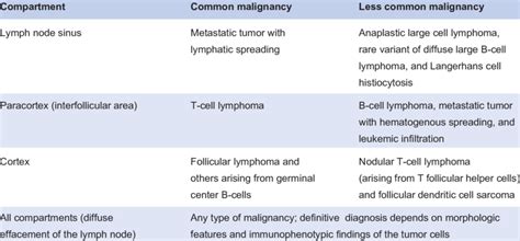 Compartments Of The Lymph Node And Possible Types Of Malignancy Download Scientific Diagram