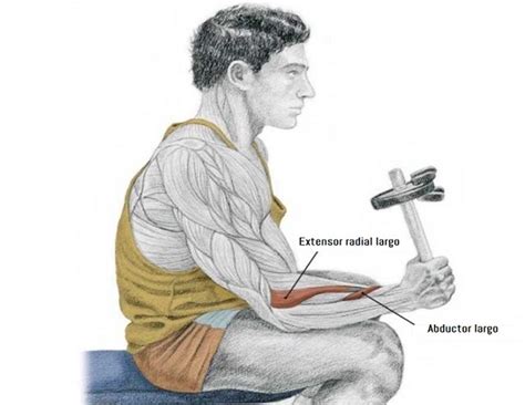 Curl De Antebrazos Con Mancuerna Musculación Total