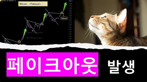 비트코인 최근 조정으로 대왕 고래들은 Btc 21만개 이상을 매집했습니다 시바이누 엘프 아카시네트워크 아비트럼 제타체인 피스네트워크 아발란체 Youtube