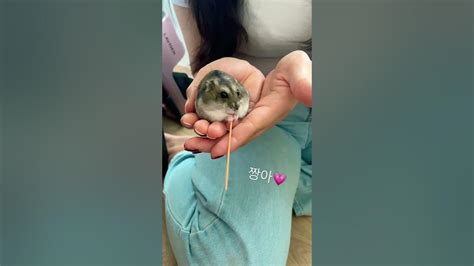 햄스터가 제일 좋아하는 간식 🐿️ Hamster Youtube