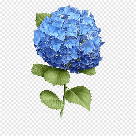 무료 다운로드 수국 파란 꽃잎 꽃 Png Pngegg