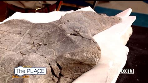 Learn How The Experts Find And Identify Dinosaur Fossils