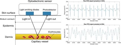 Working Principle Of PPG Sensors And Examples Of ECG And PPG Signals 37 Download Scientific