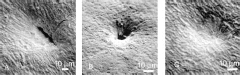 Sem Micrographs Of The Structure Of Individual Pores A Download